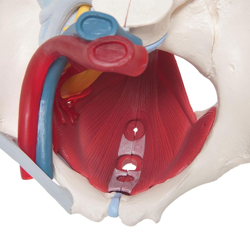 Modelo anatómico de pelvis femenina con ligamentos, venas, nervios ...